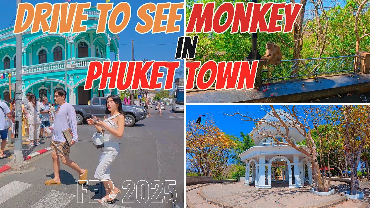 Driving from Phuket Town to See Wild Monkeys! 🐒 - YouTube