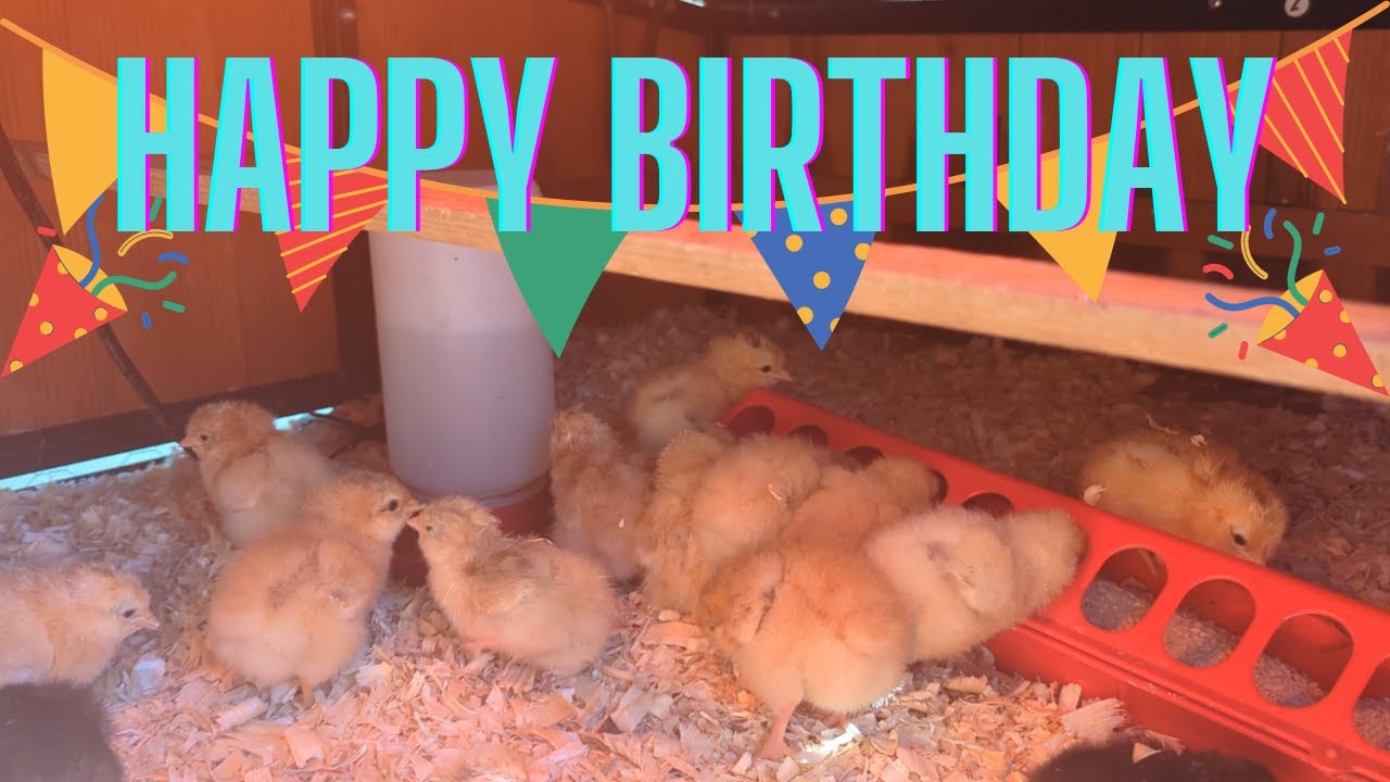 Happy Birthday Baby Chicks! - YouTube