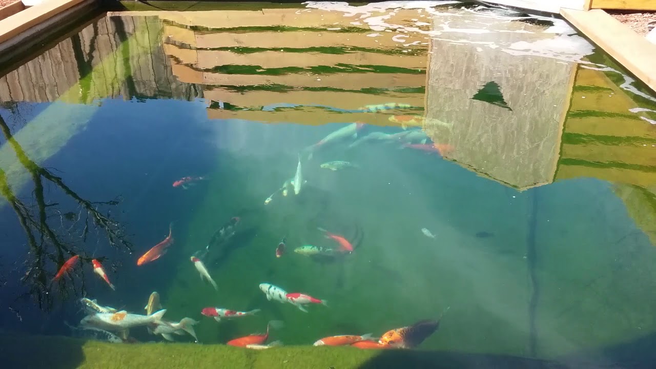 my 8000 gallon 6 1/2' deep koi pond - YouTube