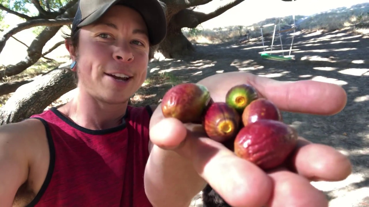 Foraging for Wild Bay Nuts - Part 2 - YouTube