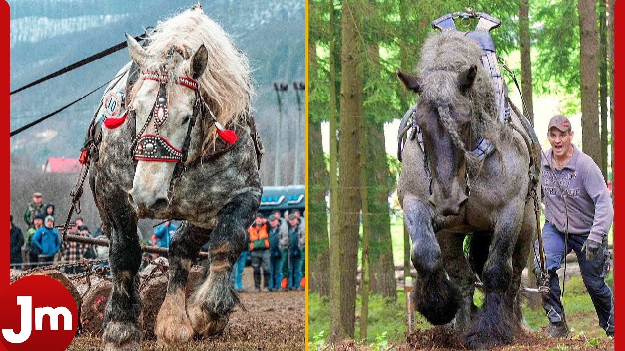 The most powerful horses in the world. Strong Horses!! - YouTube