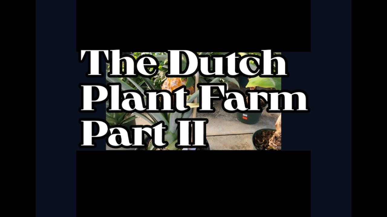 The Dutch Plant Farm Tour Part II! - YouTube
