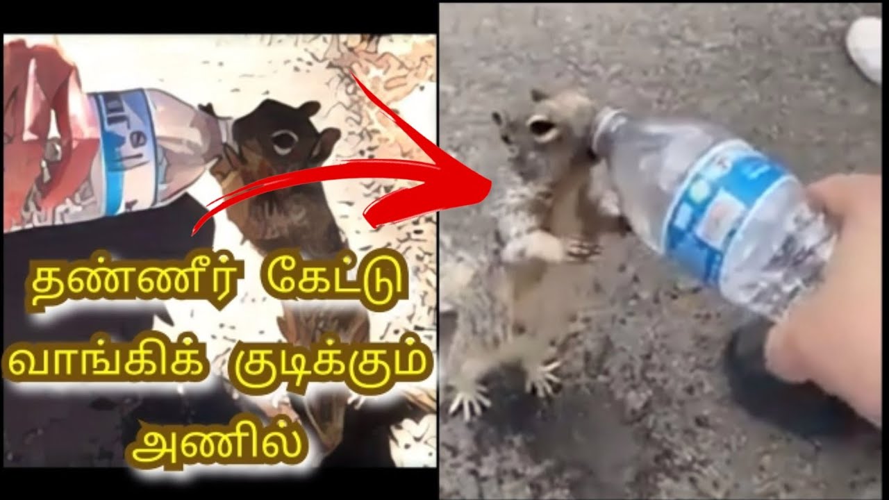 Anil video in tamil! - fun - YouTube