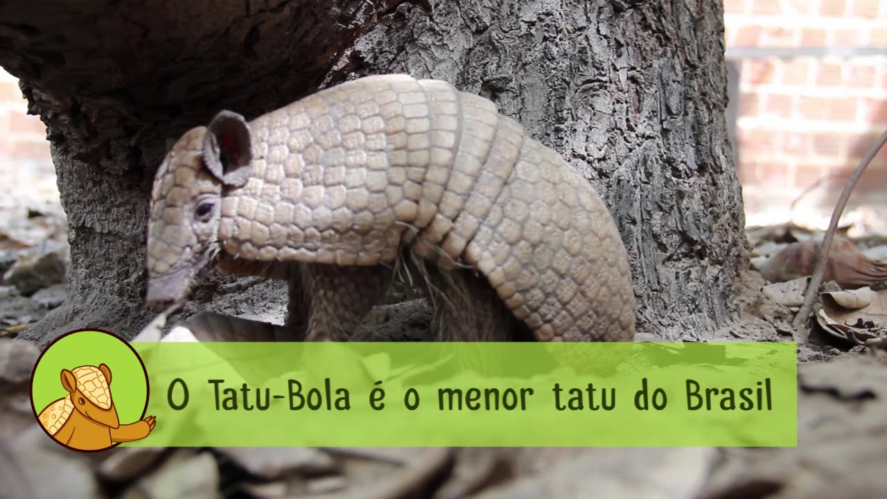 Tatu-Bola Explica: Tatu-Bola - YouTube