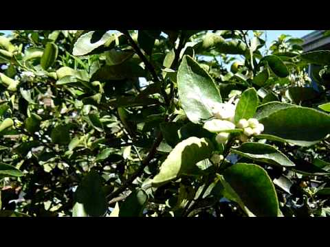 Video Test Panasonic Lumix FS12