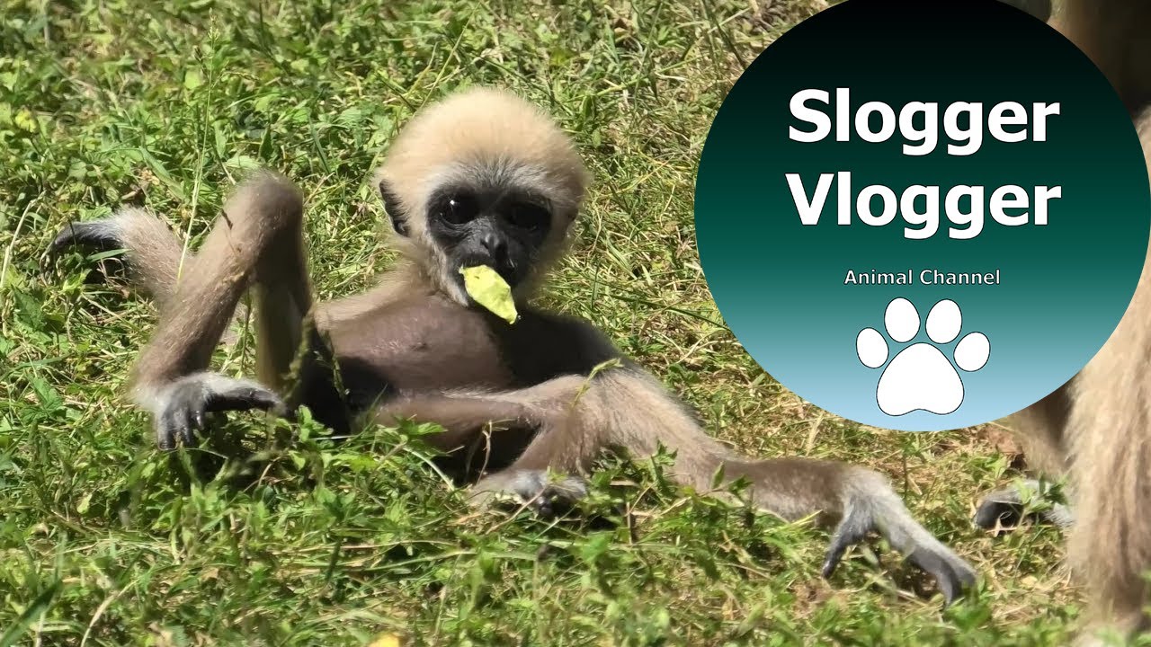 Gibbon Mother And Her Baby - YouTube