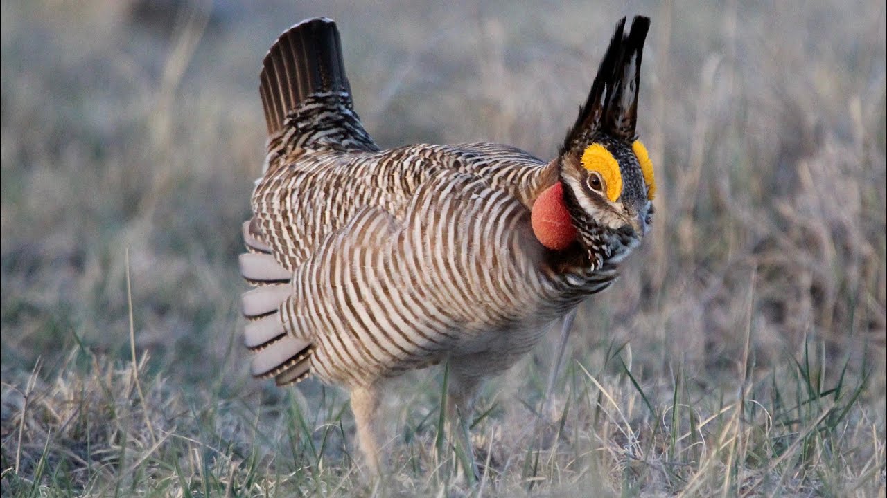 Lesser Prairie Chickens, Western Kansas 2023 - YouTube