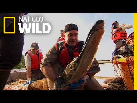 Saving the Alligator Gar | Dangerous Encounters