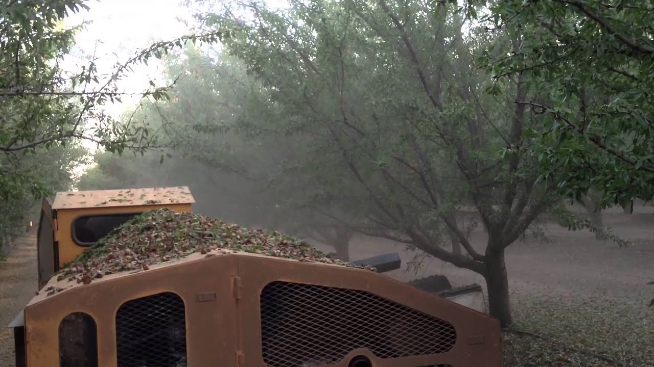 Coe Shaker in Almonds - YouTube