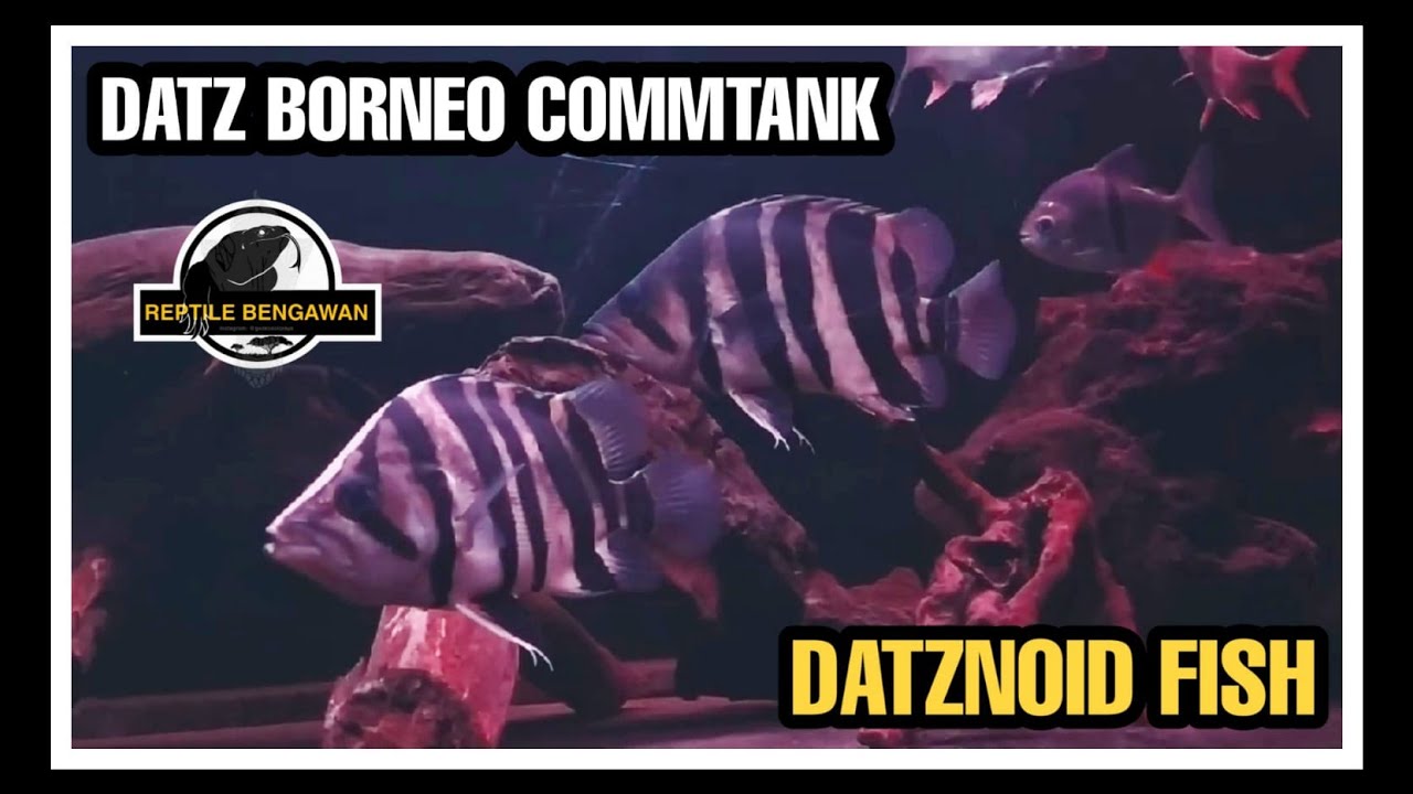 Aquarium Datznoid - Datz Borneo - YouTube