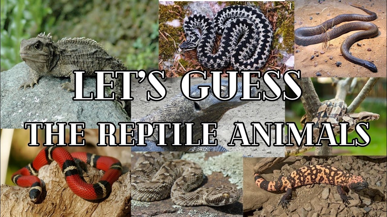 GUESS THE REPTILES | LEARN THE REPTILES | @kidsheaven2717 - YouTube