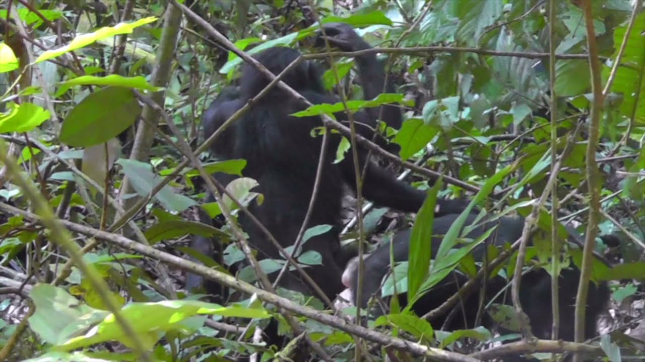 Bonobo gesture - Bipedal stance (Example 2) - YouTube