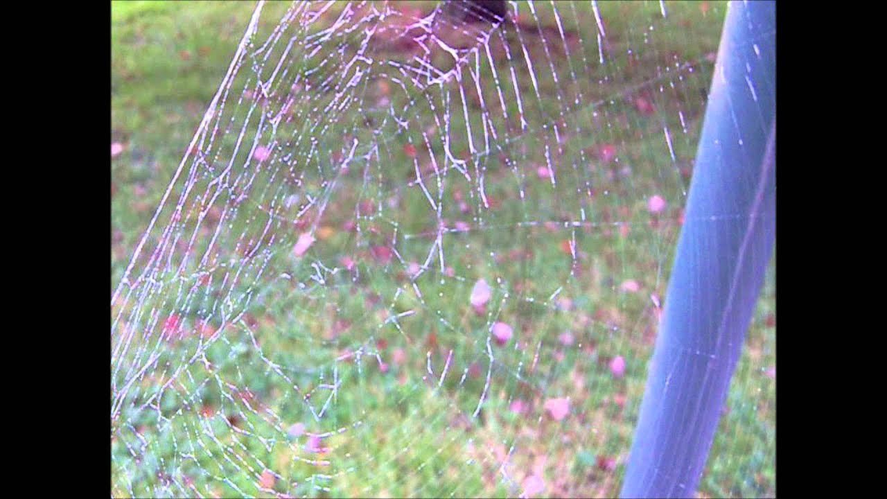 The Fascial Web - The Connective Tissue of the Body - YouTube