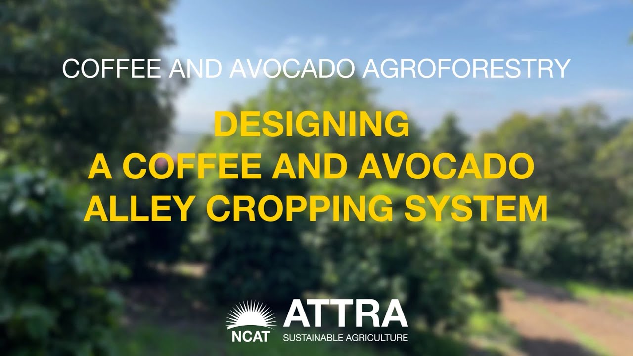 Designing a Coffee and Avocado Alley Cropping System - YouTube