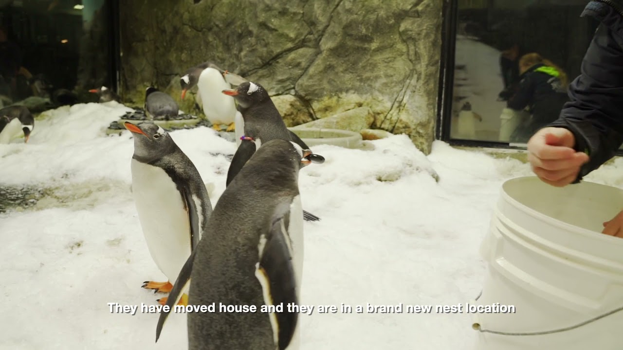 Sphen and Magic Celebrate 3 Years Together | SEA LIFE Sydney Aquarium ...