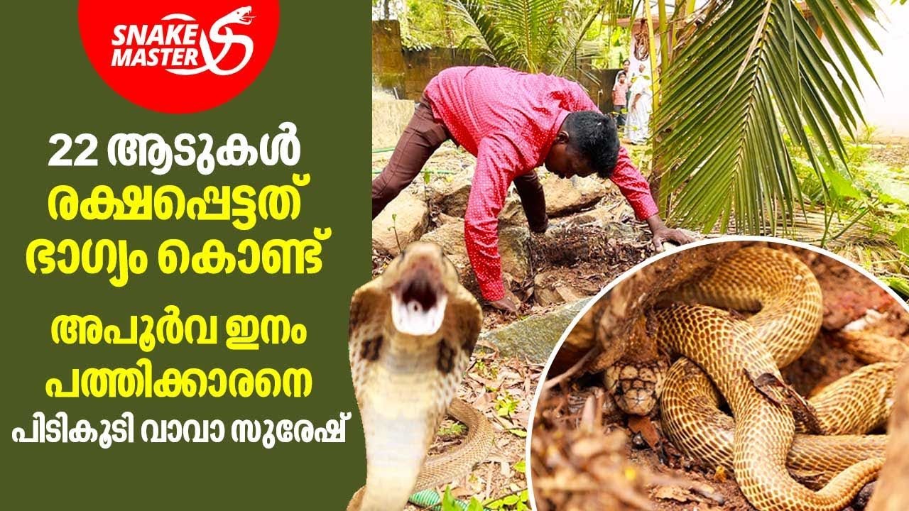 22 ആടുകൾ ഉള്ള സ്ഥലത്ത് എത്തിയ അപൂർവ ഇനം പത്തിക്കാരൻ | Vava Suresh ...