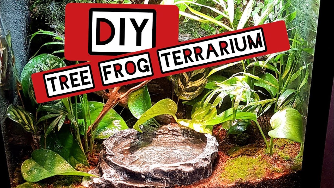 MY FIRST DIY AUSSIE FROG TERRARIUM!!!!! 🐸🇦🇺👀 #animals #diy #frogs - YouTube