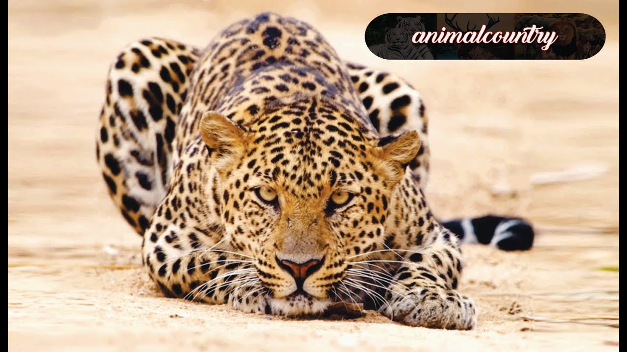 Leopard is the King of Stealth, Great Balance, Incredible Skill ...