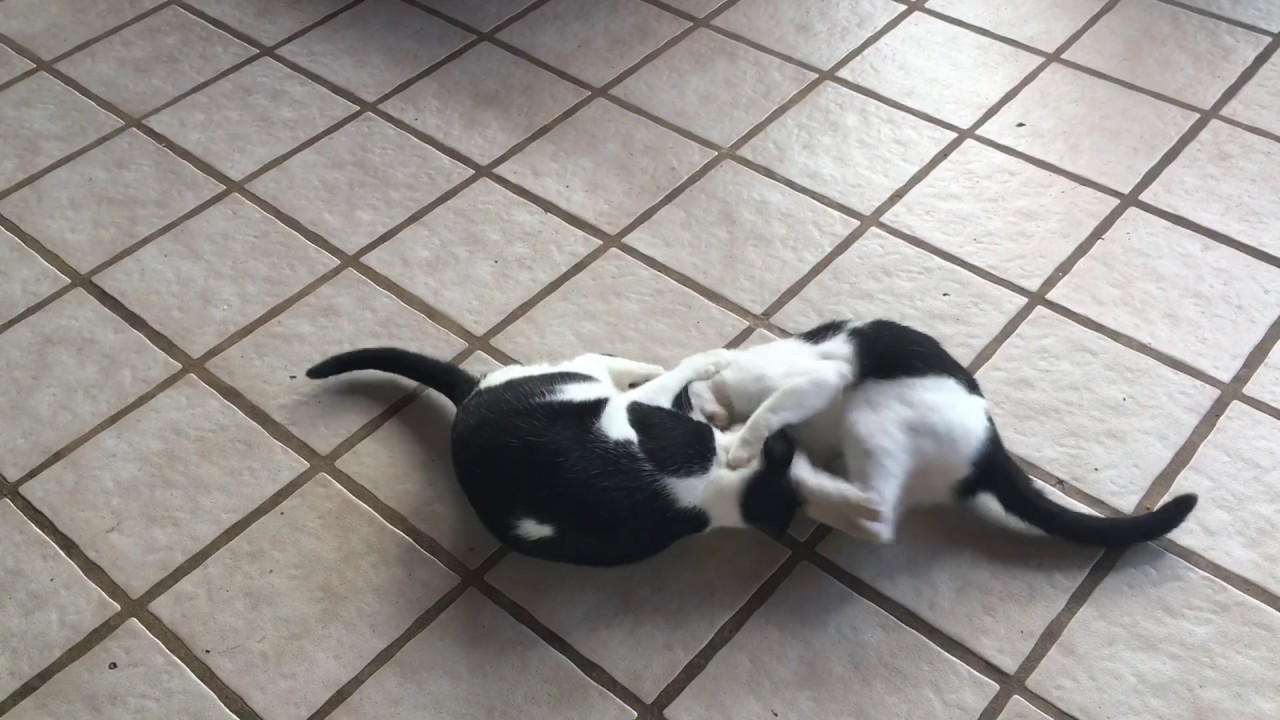 Dogs break up the cat fight - YouTube