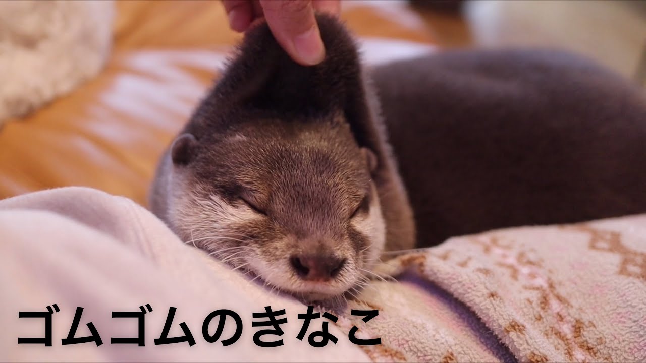 カワウソきなこ ゴムゴムのカワウソきなこ ️stretch otter kinaco - YouTube