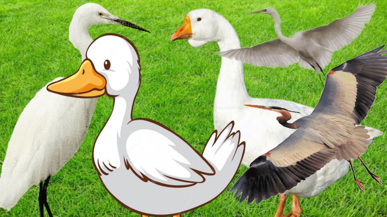 Hans bagula battakh - YouTube