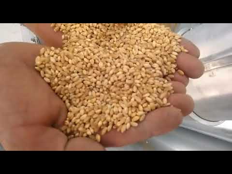 Wheat Plant - Buğday Tesisi