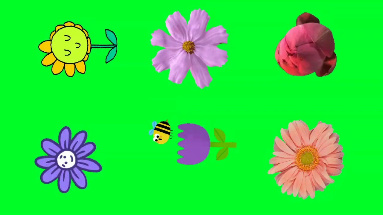 Green screen bunga - YouTube