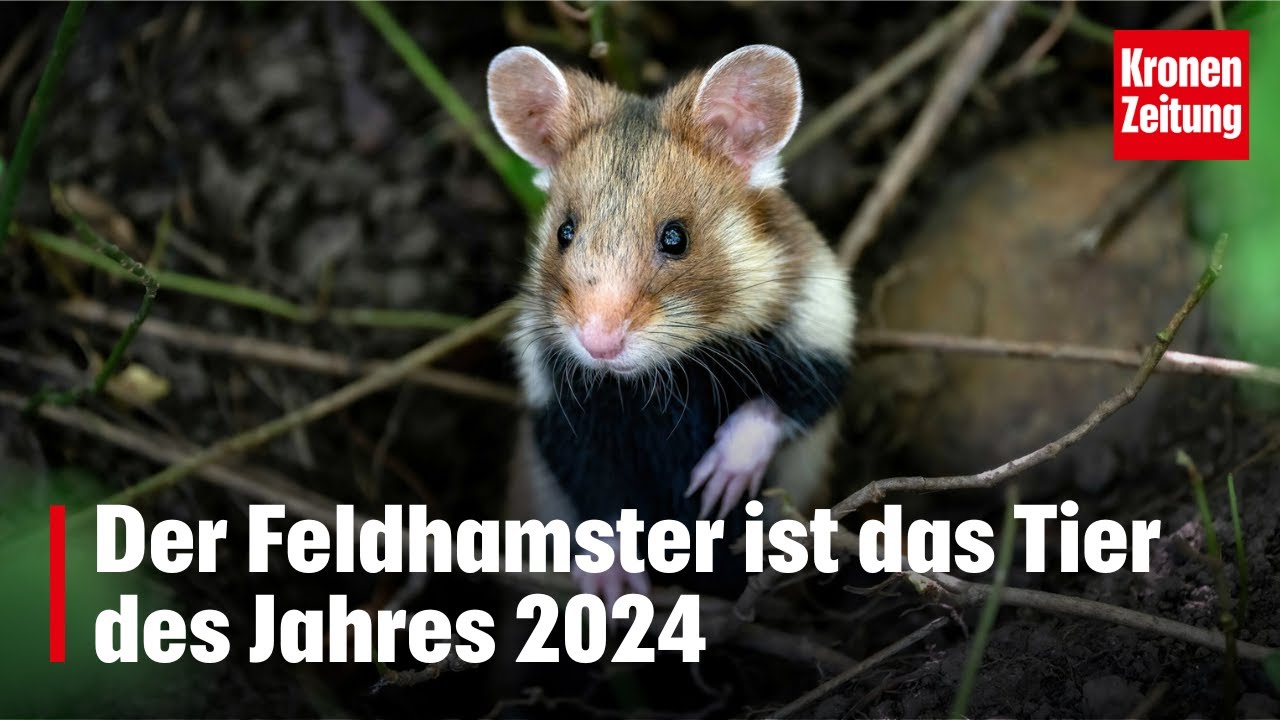 Der Feldhamster ist das Tier des Jahres 2024 | krone.tv NEWS - YouTube
