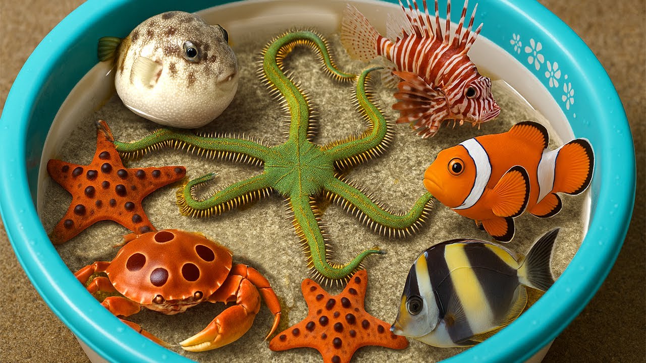 🐟 Coastal Foraging | Nemo Clownfish 🐠, Snake-Tail Starfish ⭐, Lionfish ...