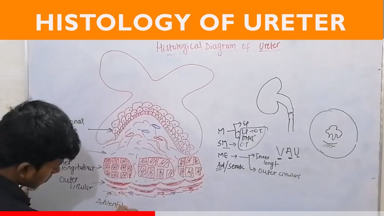 Histological Diagram of Ureter | Histology | UHS - YouTube
