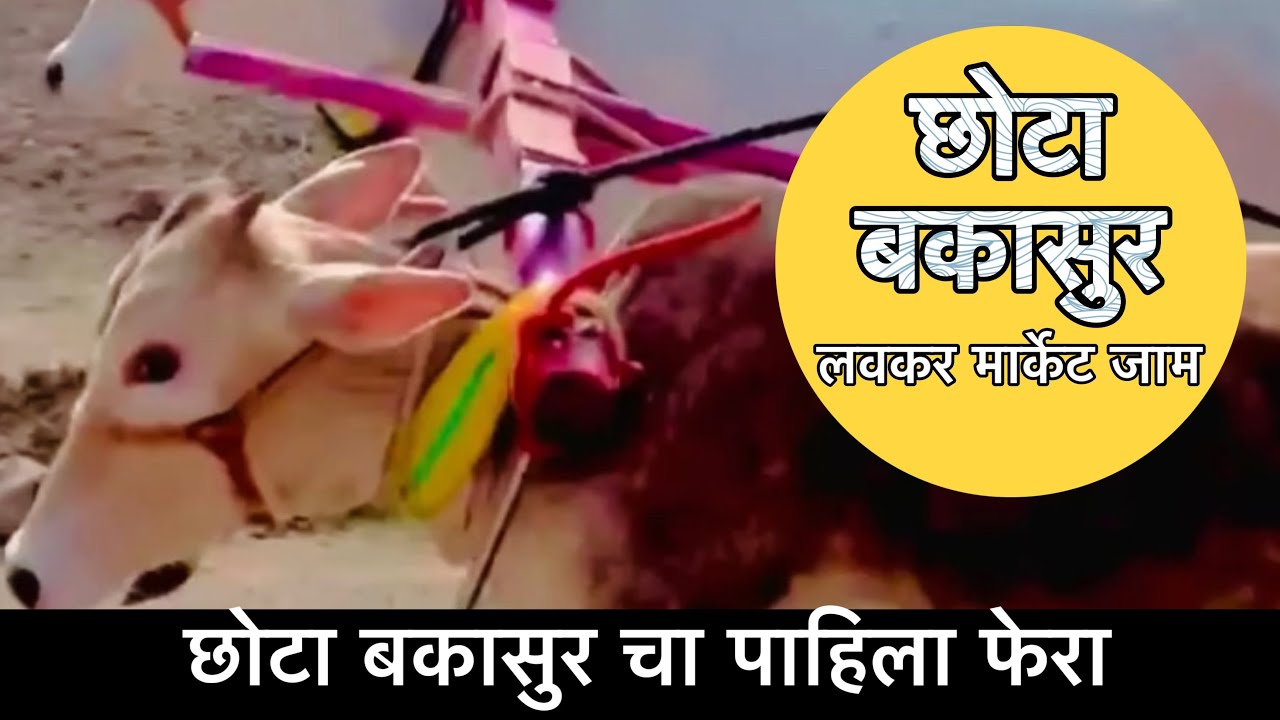 बकासुर ची पैदास chota bakasur चा पाहिला फेरा । Chota bakasur bailgada ...