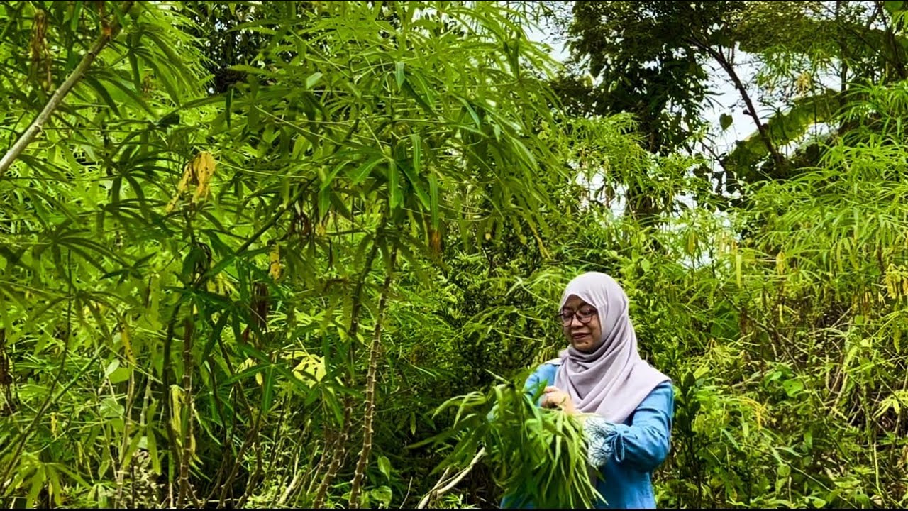 Rural Life Vlog EP 20 | Pucuk Kayu Masak Tempoyak | Cassava leaf in ...