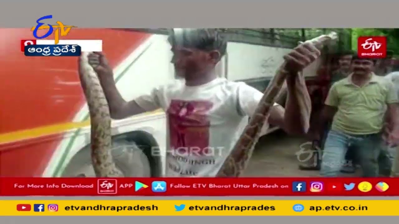 A 15-foot Python Found in a Bus | Prayagraj, Uttar Pradesh | ఆగి ఉన్న ...