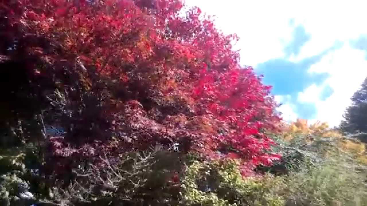 Japanese Maple - Suminagashi - YouTube