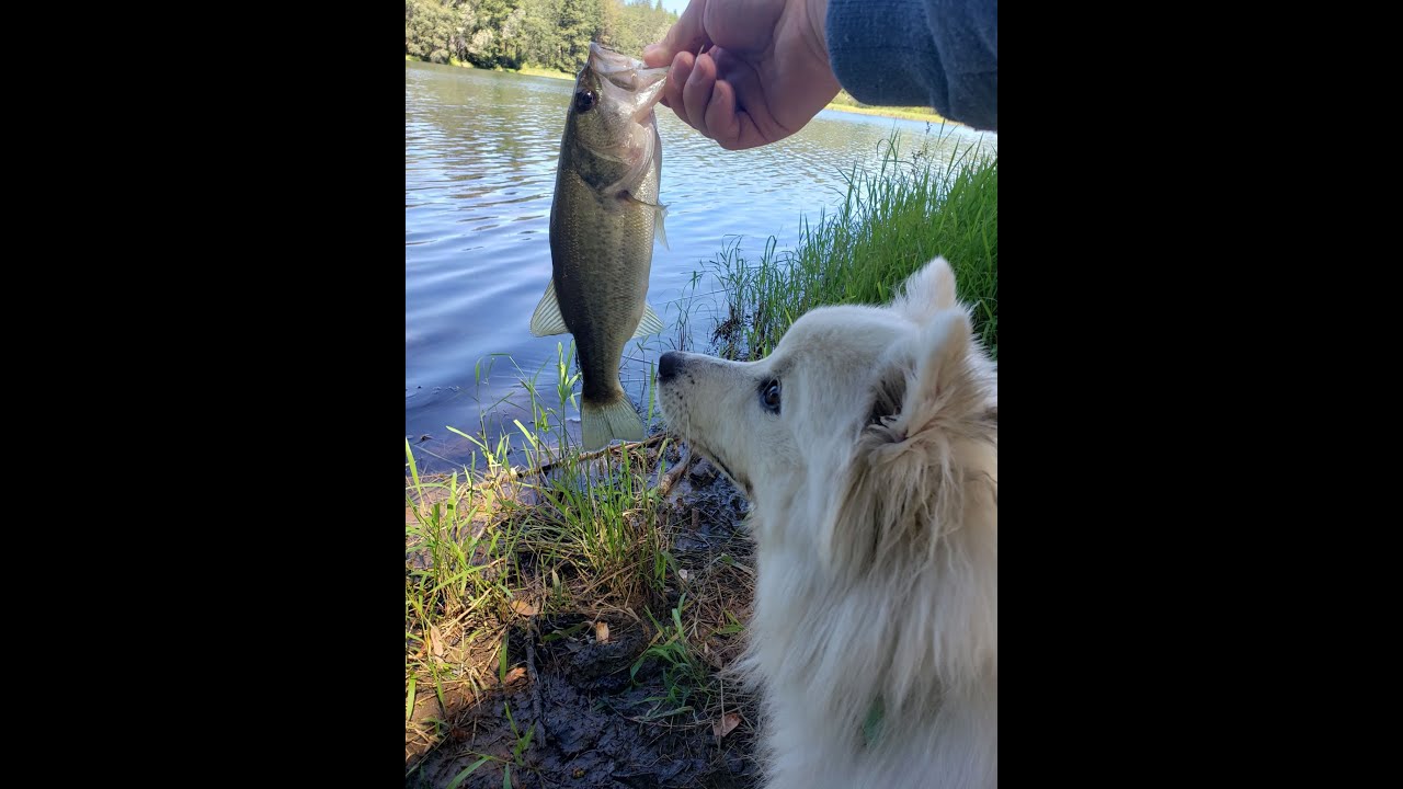 Lake Theodore, CA fishing for some bass - YouTube