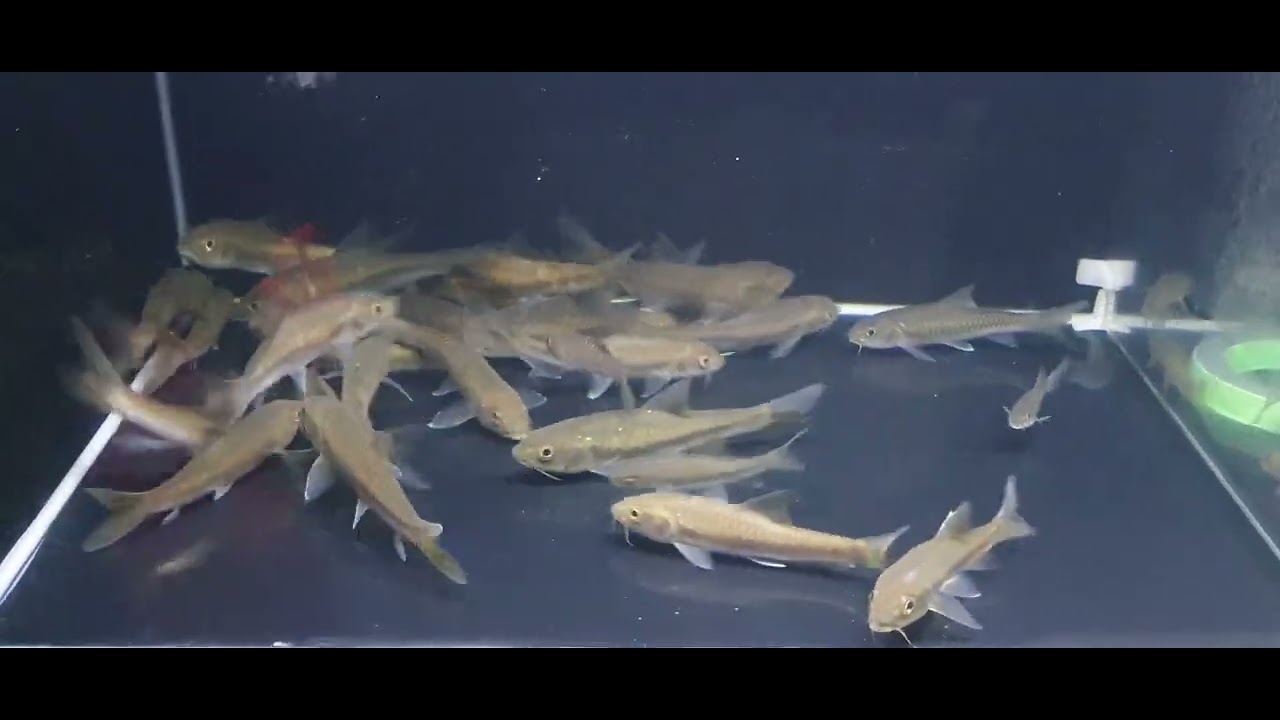Stra Blue Mahseer. cá mị nương ngọc lam Stra. Neolissochilus Stracheyi ...
