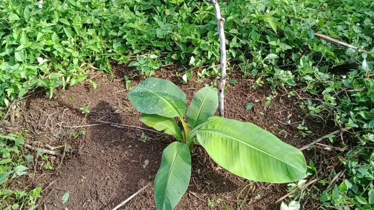 Update sa pagtatanim ng suwi home made.. this is his results 😁😁😁 - YouTube