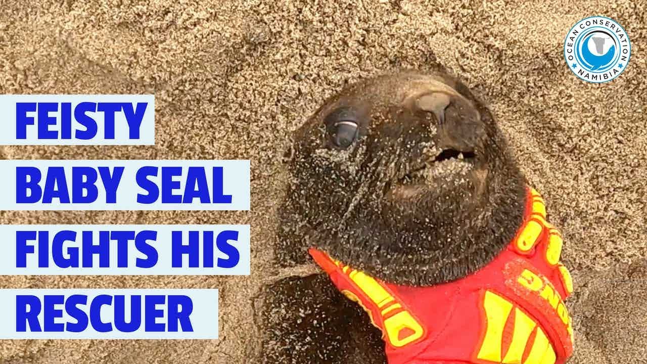 Feisty Baby Seal Fights His Rescuer - YouTube