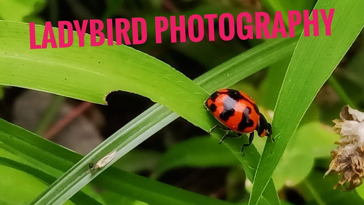 Ladybird Photography is Very difficult For Me.#microphotography # ...