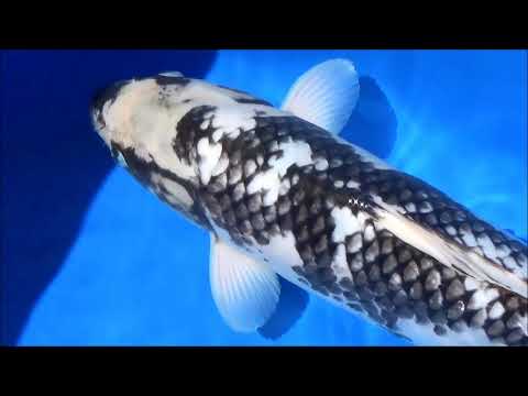 MAGIC KOI - Hajiro - YouTube