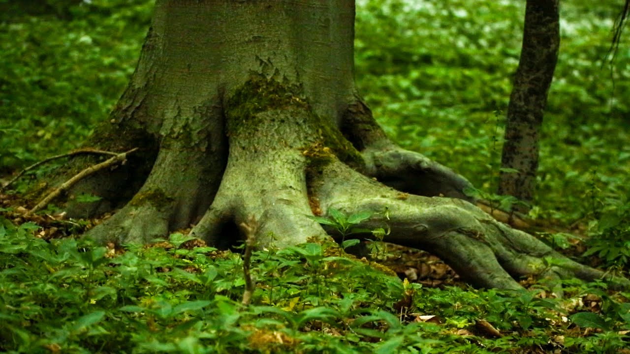 Beautiful tree roots in a green forest | (HD) - YouTube