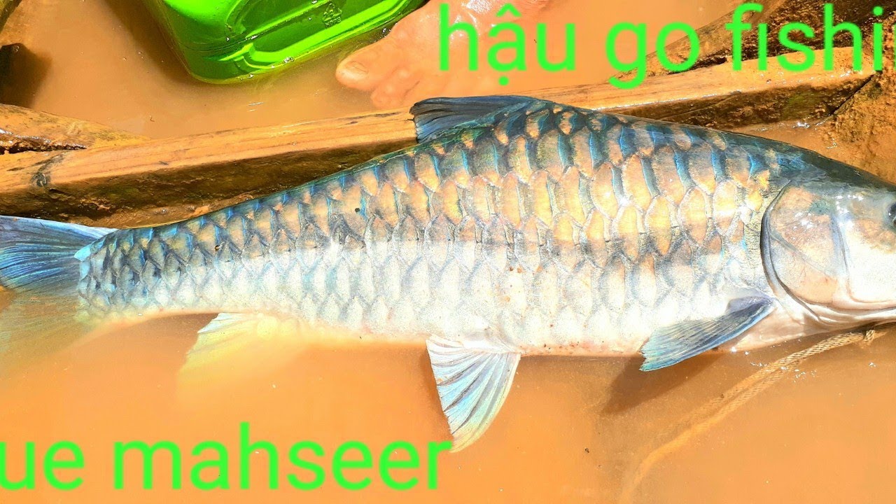 vô tình câu được cá tuyệt đẹp,,, cá blue mahseer - YouTube