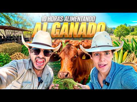 10 HORAS ALIMENTANDO AL GANADO... LA GENTE NO SABE LO DIFICIL QUE ES