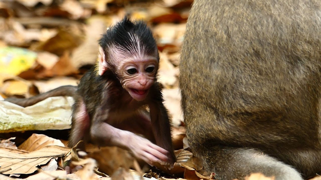 Violet Mange Right Time Looking Care & Support BB Monkey Venus. We ...