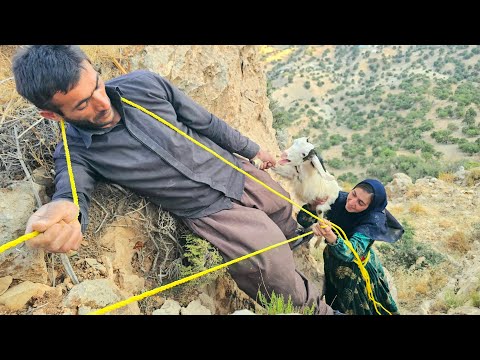 Goat Trapped on a Cliff! | A Dramatic Mountain Rescue by Osool-e Din and Khadijeh