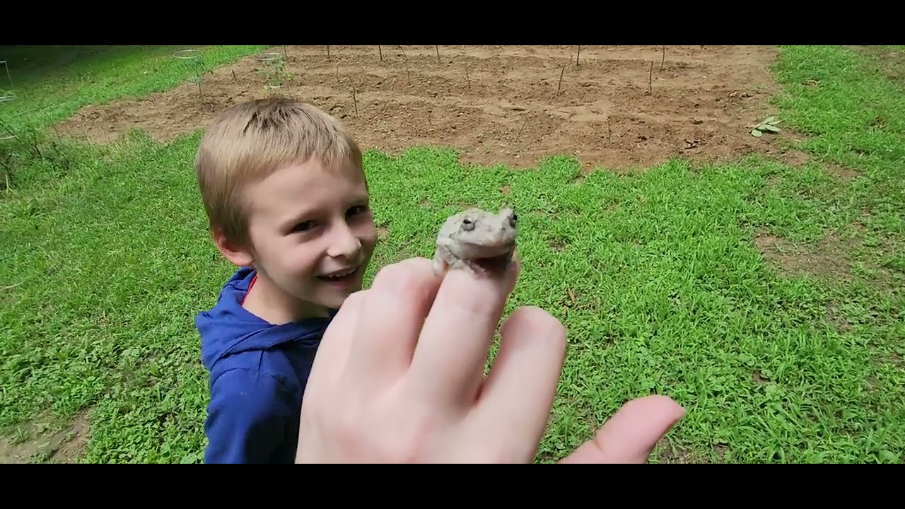 Poor Frog is missing 2 feet - YouTube
