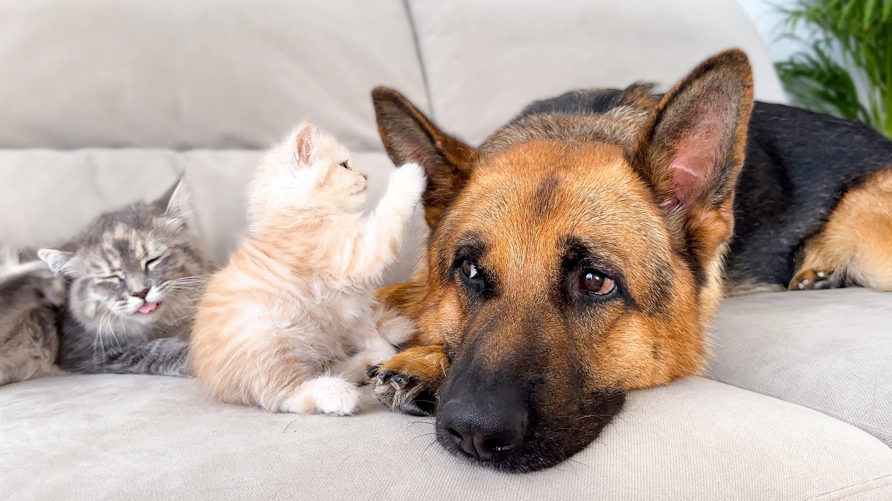 Amazing Friendship Between German Shepherd and Kittens - YouTube