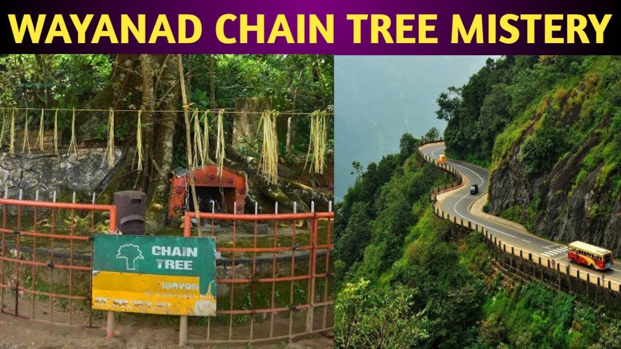 Wayanad chain tree mistery | Kerala | Telugu | Ajju Ali #chaintree # ...