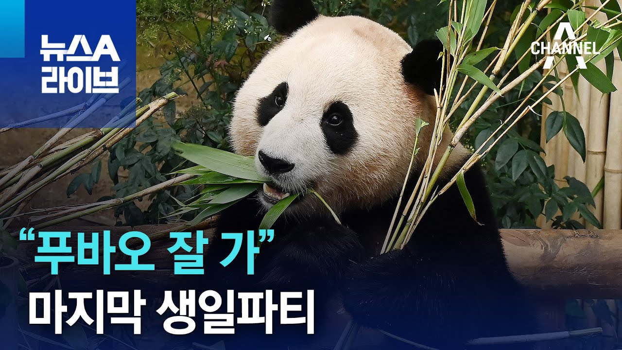 “푸바오 잘 가”마지막 생일파티 뉴스a 라이브 Youtube