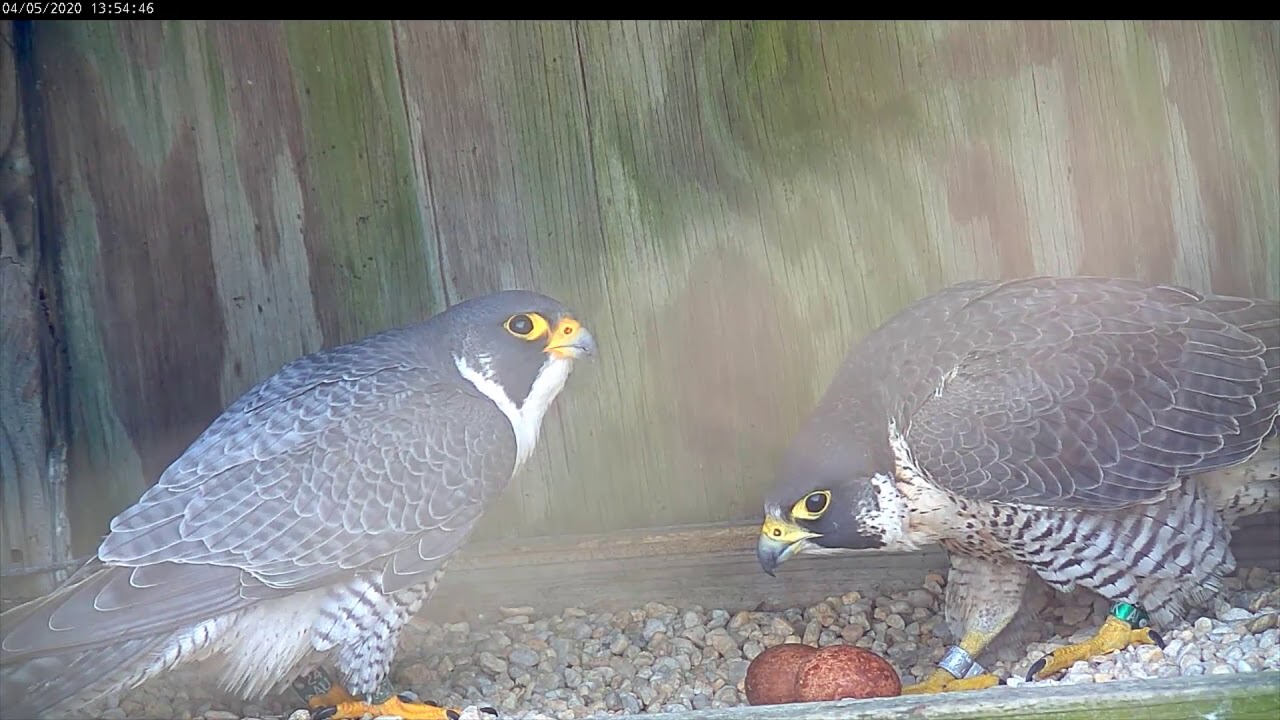 Richmond Peregrine Falcons: Second egg - YouTube